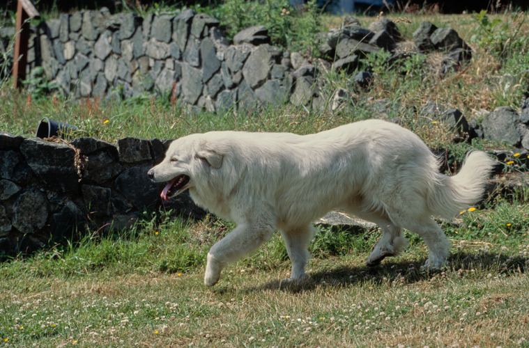 Livestock Guardian Dog Breeds: A Comparison - Goat Journal